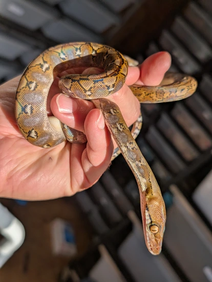 Pure Old School Super Dwarf Reticulated Python by High Desert Herps