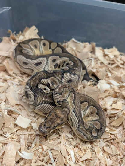 Clown Ball Python by CAJHerps