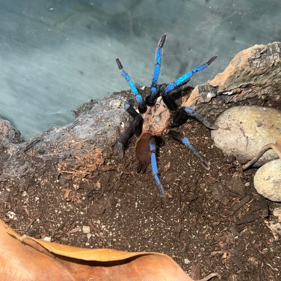 Birupes Simoroxigorum (Neon Blue Leg Tarantula) by Worthy Exotica