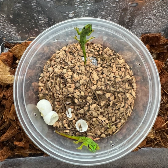 2 CBB Madagascar Giant Day Geckos by Worthy Exotica