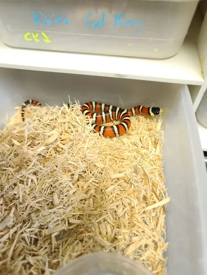 Perfect Baby Male Mt. King Ball Python by Reptile Pets Direct