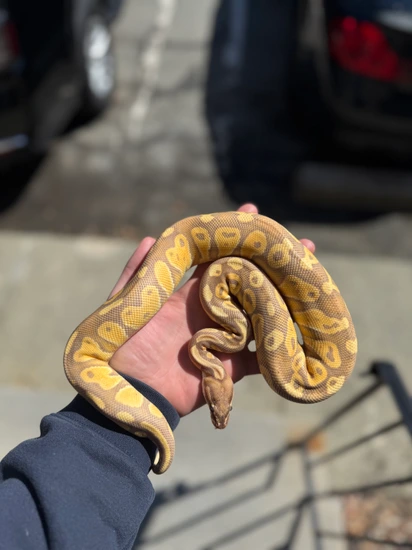 Banana Blackhead Special Ball Python by Bcook’s Exotics