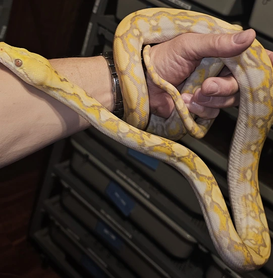 'RIBBIT', Male Super Dwarf / Dwarf Lavender Albino Reticulated Python ...