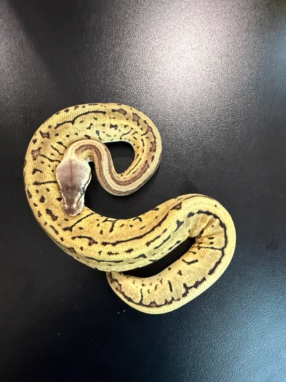 Super Enchi Lemon Blast Ball Python by CCL Reptiles