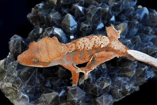 Pixel Halloween 🎃 - Jigsaw X Nausicaa Crested Gecko by Celestial Exotics