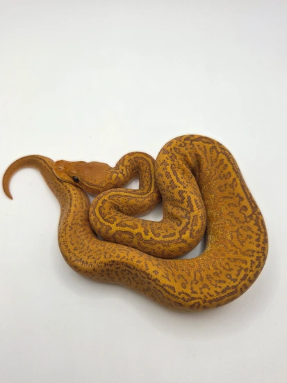 Ultramel Monsoon Ball Python by CF Snakes