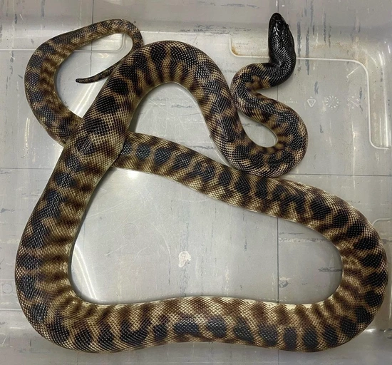 Adult Female Eastern Black-Headed Python by Chad Gray Reptiles