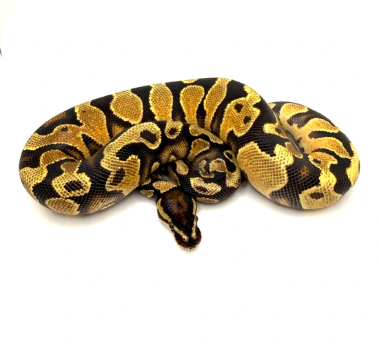 🍊 Orange Dream Scrambler Ball Python by Chris Hernan Reptiles