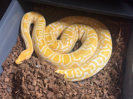 M Albino, 66% Het Green Burmese Python by BBB