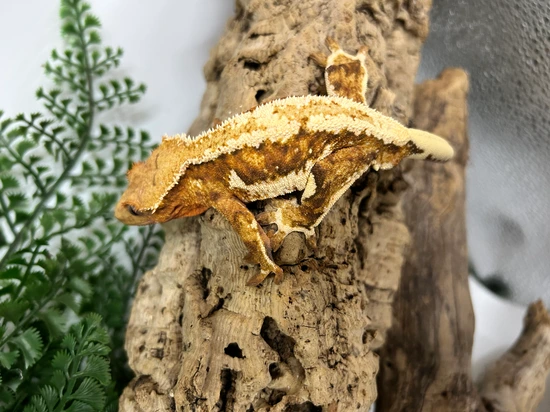 5/13/25 Tiger Frap Male Olive Dorsal Out Of WildChild (Cap) X Nala ...