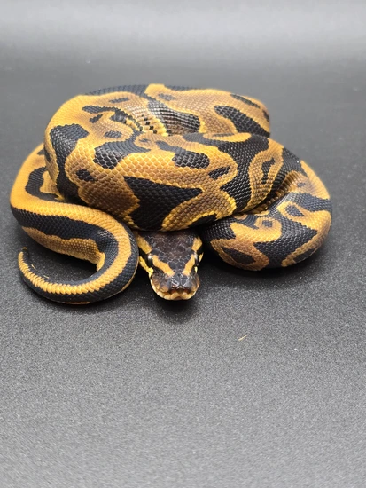 Enchi Leopard Blade Ball Python by Wyo Morphs