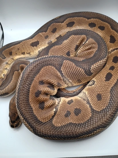 Clown Ball Python by Shadow Serpents