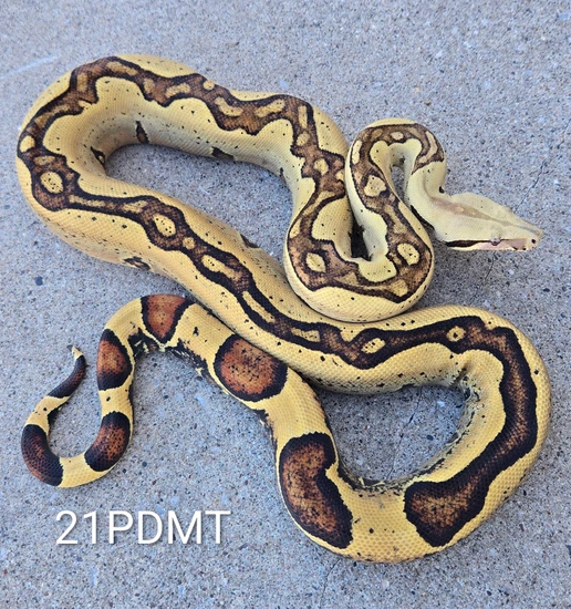 Pastel Dream Monster Tail Jungle Het VPI Boa Constrictor by Chris ...