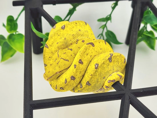 Yellow Neonate Green Tree Python by Chung Reptiles