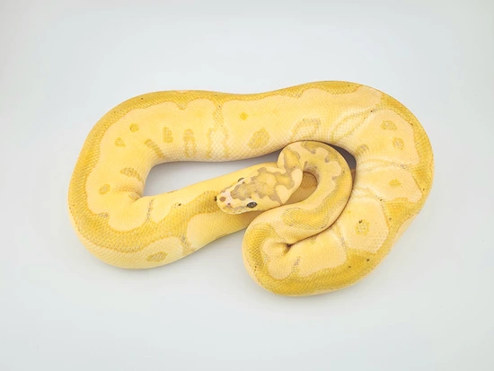 Banana Fire Clown Possible Enchi Ball Python by Chung Reptiles