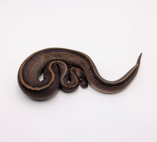 SUMA 50% Clown 50% DG Ball Python by City Balls LLC