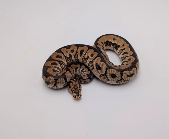 Spotnose Clown 50% DG Ball Python by City Balls LLC