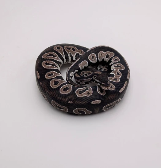 Black Head Yellowbelly VPI Axanthic Ball Python by City Balls LLC