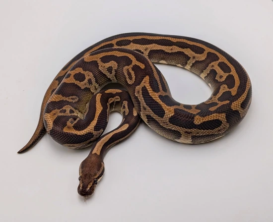 Acid Leopard Mojave Ball Python by City Balls LLC
