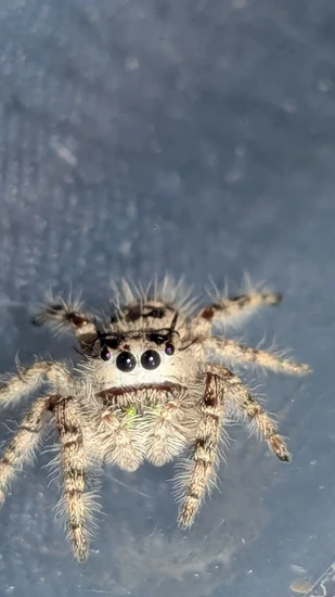 Super White Northern Otiosus Jumping Spider by Carl's jumping spiders
