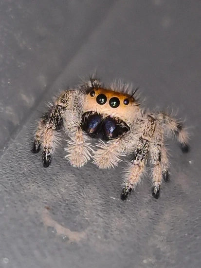 Super Fire And Peach Soroa Regal Hybrid Jumping Spider by Carl's ...