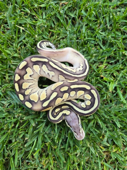 Pastel Lesser Het Puzzle Ball Python by Exclusive Scale Evolutions
