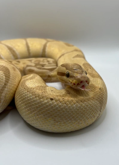 Banana Enchi Ball Python by ClutchLife