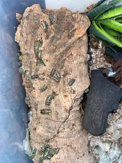 Yellow Zebra Isopod by Coilcraft exotics