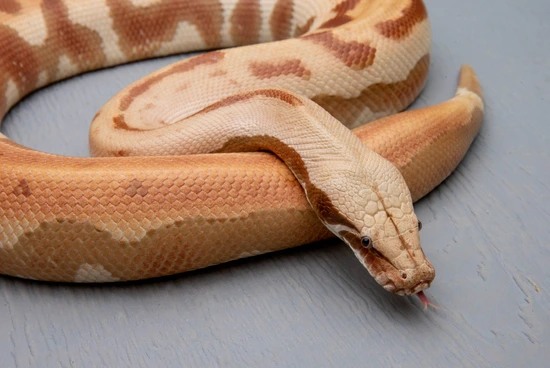 T+ Albino Sunder Golden Eye Blood Python by Cold-Blooded Earth