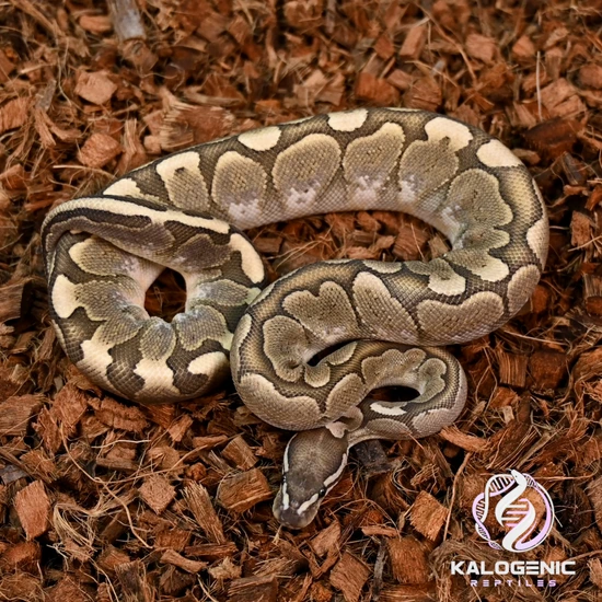 Bamboo Het. Black Axanthic Ball Python by Kalogenic Reptiles