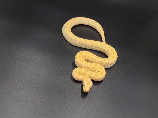 Pearl 100% Het Labyrinth 100% Het Granite Burmese Python by CV Exotics inc.