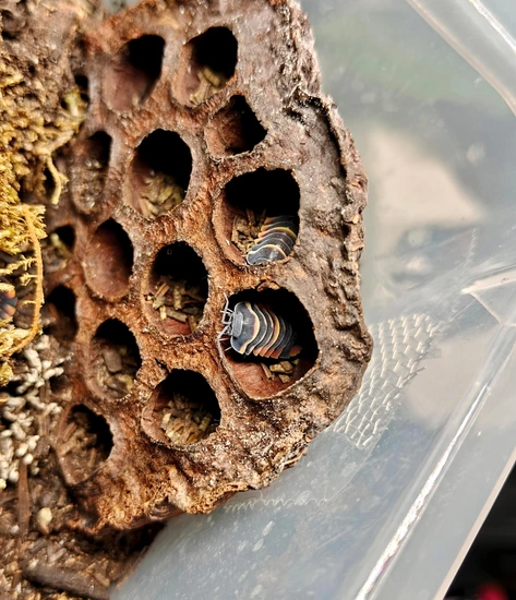 Premium Starter Pack Isopod by Chromanetix
