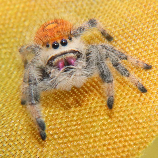 Regal Jumping Spider Starter Kit - Phidippus Regius - Orange Phase ...