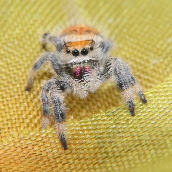 Regal Jumping Spider Starter Kit - Phidippus Regius - Orange Phase ...