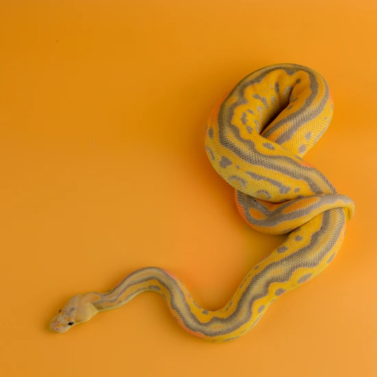Cypress, Black Pastel, Banana, Leopard, Clown Ball Python by Dark Art ...