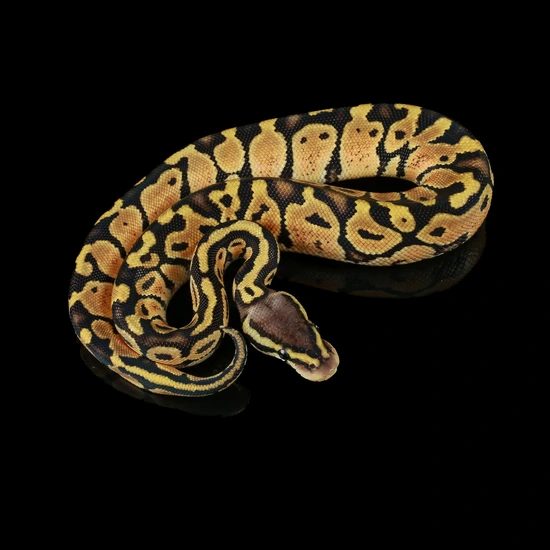 Pastel Het Puzzle Ball Python by Picture It Pythons