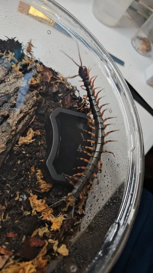 Scolopendra Hainanum- Chinese Tiger Centipede by Wild West Inverts