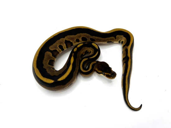 Leopard Genetic Stripe Ball Python by Royal Constrictor Designs