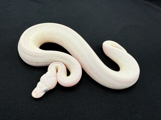Blue Eyed Leucistic Ball Python by Royal Constrictor Designs
