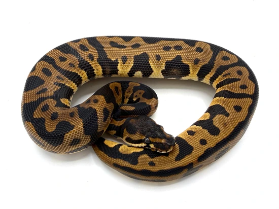 Leopard Confusion Ball Python by Royal Constrictor Designs