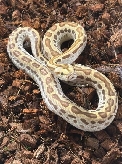 2025 0.1 Hypo Het Albino 66% Het Green Pied Burmese Python by Disturbed ...