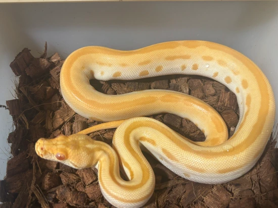 2025 0.1 GC Caramel And Albino Double Visual Green Burmese Python by ...