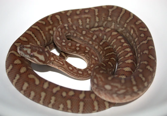 ♀️ Stonewashed 66% Het Genetic Stripe Bredls Python ( Morelia Bredli ...