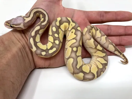 Banana Pastave Yellow Belly Ball Python by Good Guy Reptile Family