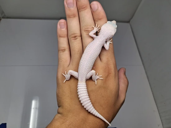 Blazing Blizzard Leopard Gecko by Good Guy Reptile Family