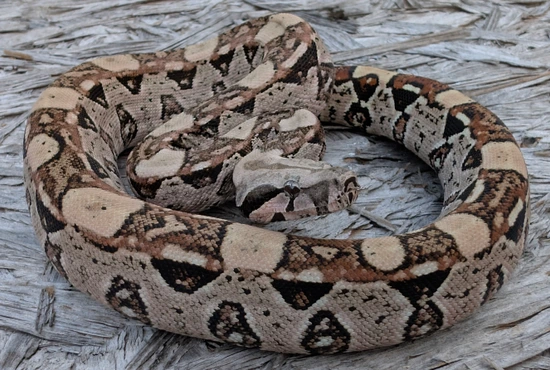 Raptor 66% Silver Bullet Boa Constrictor by Wicked Scoria LLC