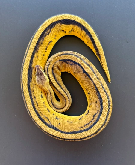 Pastel Leopard G-stripe 100% Het Clown Ball Python by Dragon Ball Pythons
