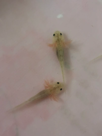 Axolotl Hatchlings Bulk by Andrea’s Axolotl Family