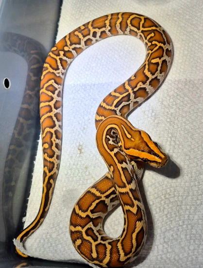 Wei Caramel 100% Het Pied Burmese Python by Andrew Campbell Reptiles