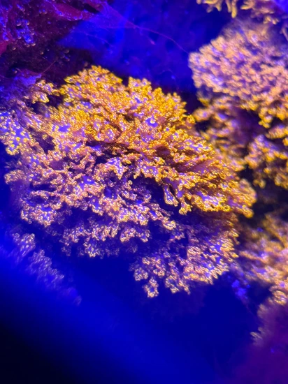 Atomic Broccoli Macroalgae - 1” Ball Other Coral by Dust Bowl Aquatics